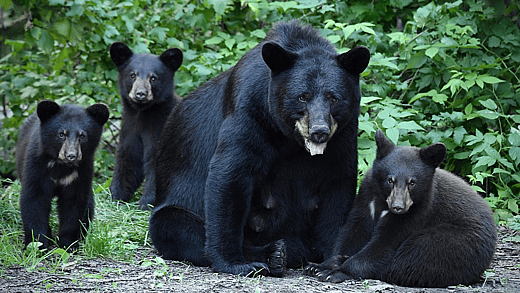 Animals & Wild Things - National Day Calendar
