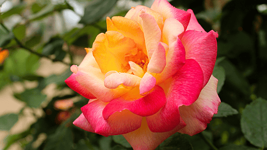 On This Day - April 29, 2026 - National Day Calendar