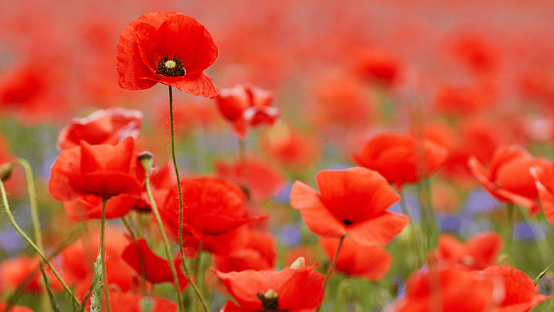 On This Day - August 21, 2026 - National Day Calendar