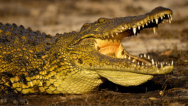 Animals & Wild Things - National Day Calendar
