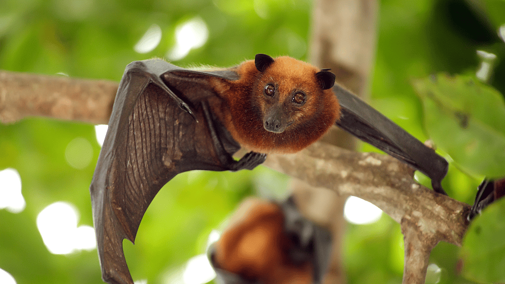 INTERNATIONAL BAT APPRECIATION DAY - April 17, 2026 - National Day Calendar