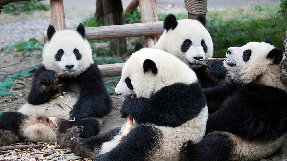 NATIONAL PANDA DAY - March 16, 2026 - National Day Calendar