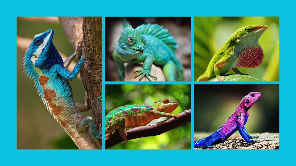 WORLD LIZARD DAY - August 14, 2026 - National Day Calendar