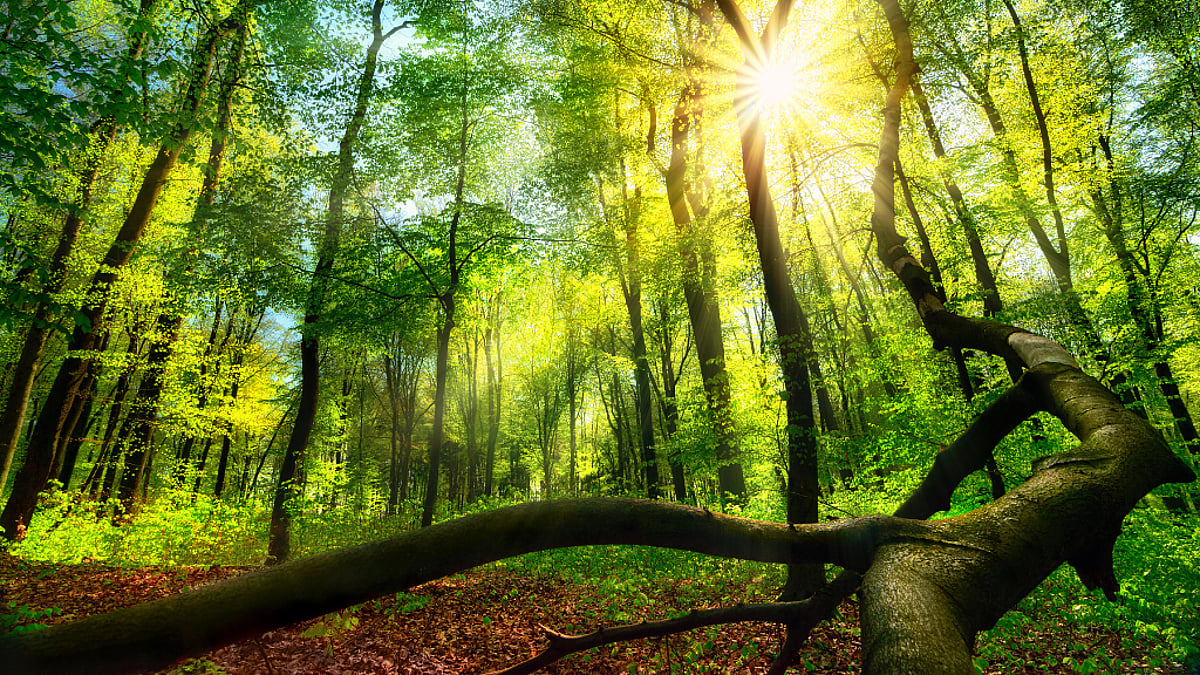 INTERNATIONAL DAY OF FORESTS - March 21, 2026 - National Day Calendar