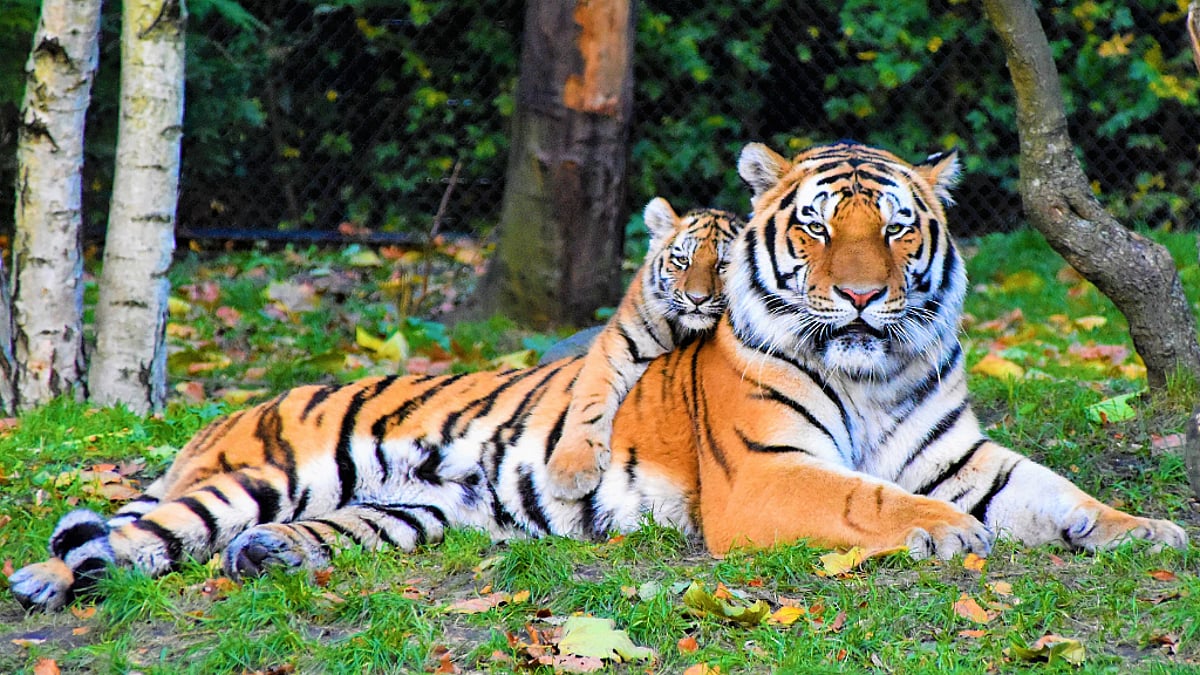 INTERNATIONAL TIGER DAY - July 29, 2026 - National Day Calendar