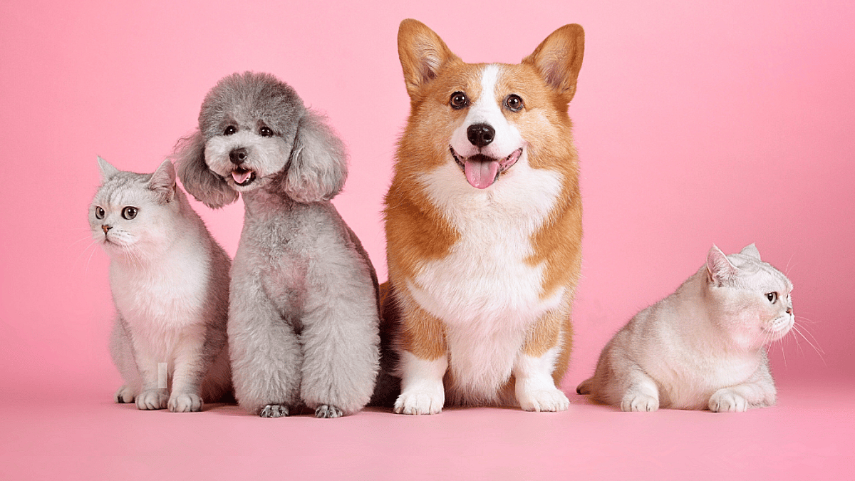 NATIONAL PET DAY - April 11, 2026 - National Day Calendar