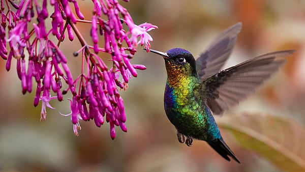 NATIONAL HUMMINGBIRD DAY - September 5, 2026 - National Day Calendar