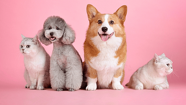 NATIONAL PET DAY - April 11, 2026 - National Day Calendar