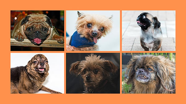 NATIONAL UGLY DOG DAY - June 20, 2026 - National Day Calendar
