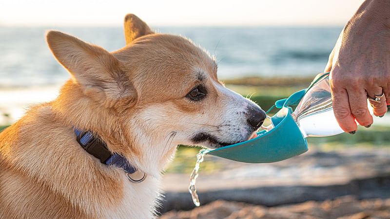 NATIONAL HYDRATION DAY - June 23, 2026 - National Day Calendar