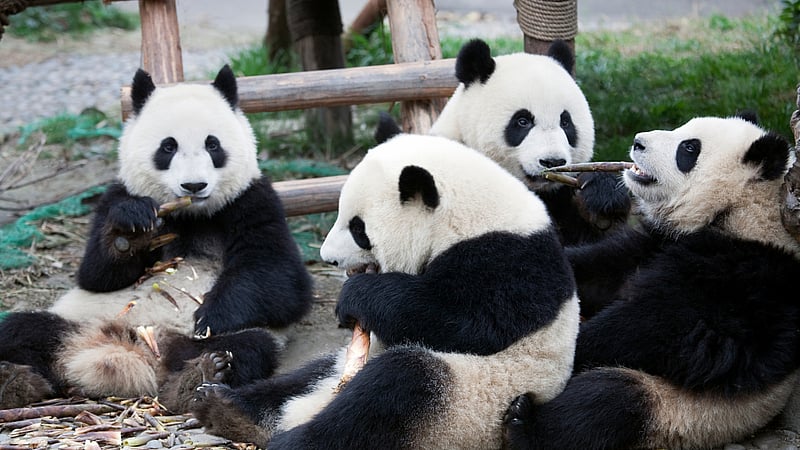 NATIONAL PANDA DAY - March 16, 2026 - National Day Calendar
