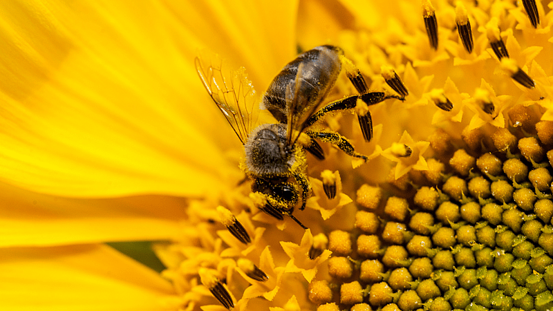 WORLD BEE DAY - May 20, 2026 - National Day Calendar