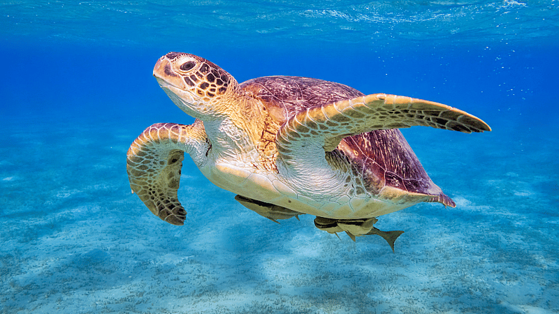 WORLD SEA TURTLE DAY - June 16, 2026 - National Day Calendar