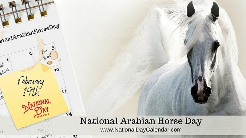 NEW DAY PROCLAMATION | NATIONAL ARABIAN HORSE DAY - National Day Calendar