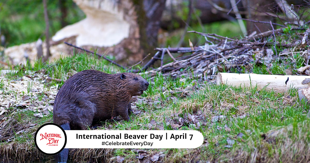 INTERNATIONAL BEAVER DAY - April 7, 2026 - National Day Calendar
