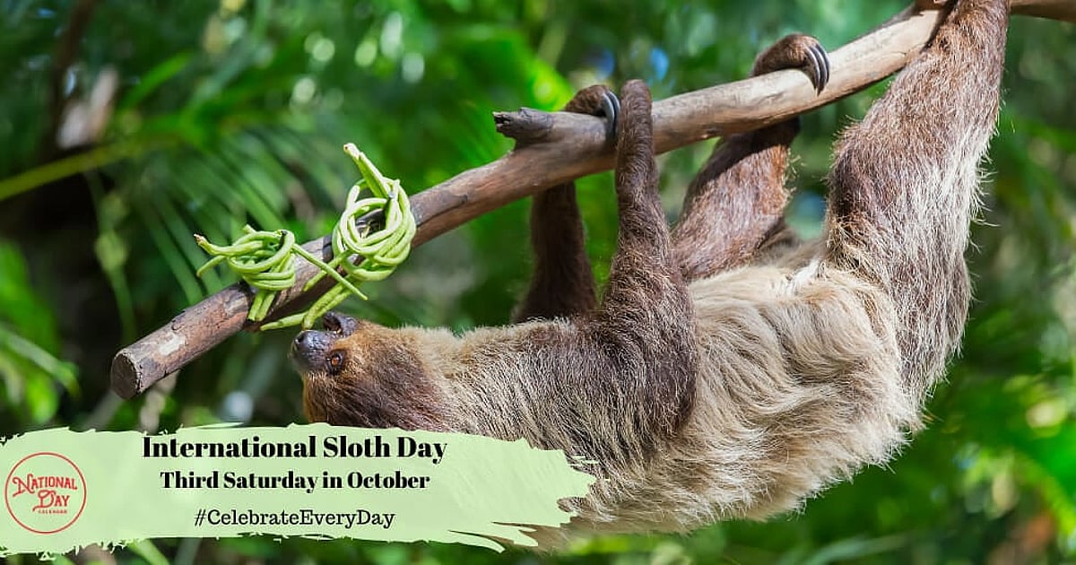 INTERNATIONAL SLOTH DAY - October 17, 2026 - National Day Calendar