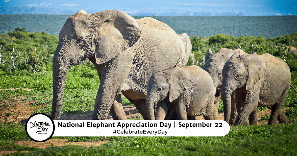 NATIONAL ELEPHANT APPRECIATION DAY - September 22, 2026 - National Day ...