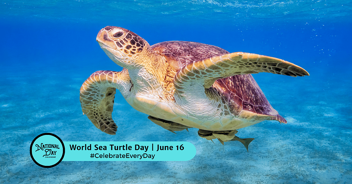 WORLD SEA TURTLE DAY - June 16, 2026 - National Day Calendar